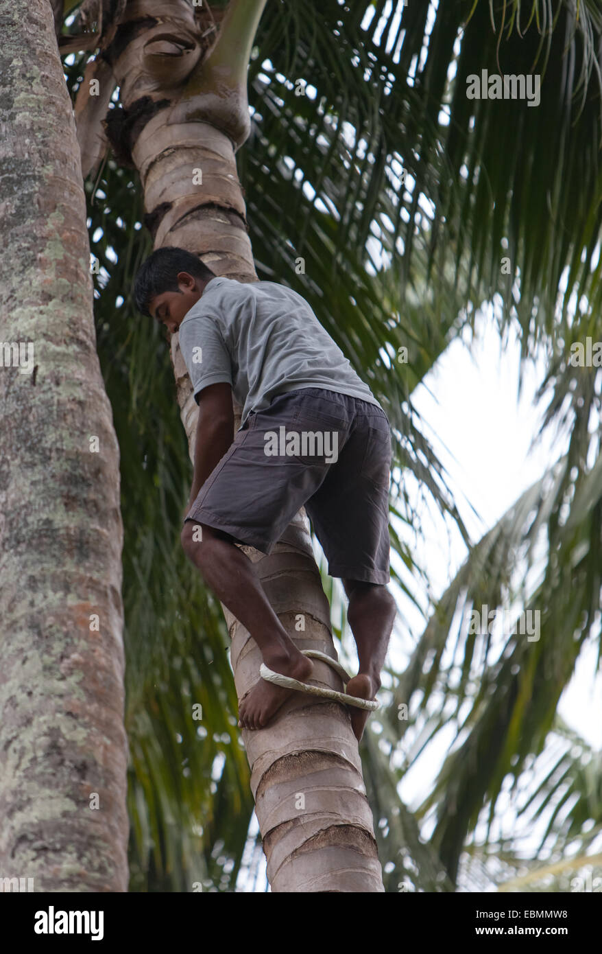 A man climbing a palm tree using traditional method of a rope loop ...