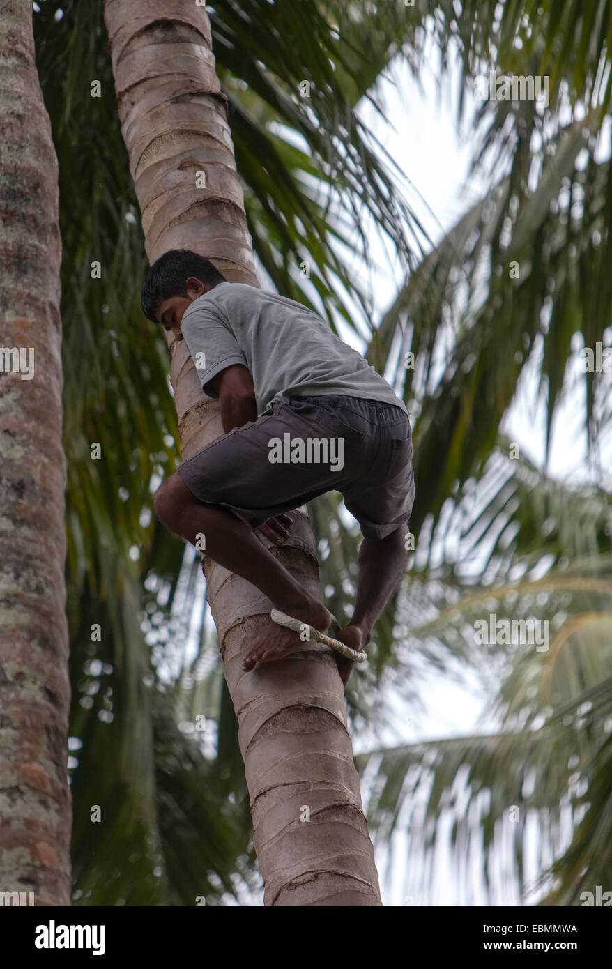 A man climbing a palm tree using traditional method of a rope loop ...