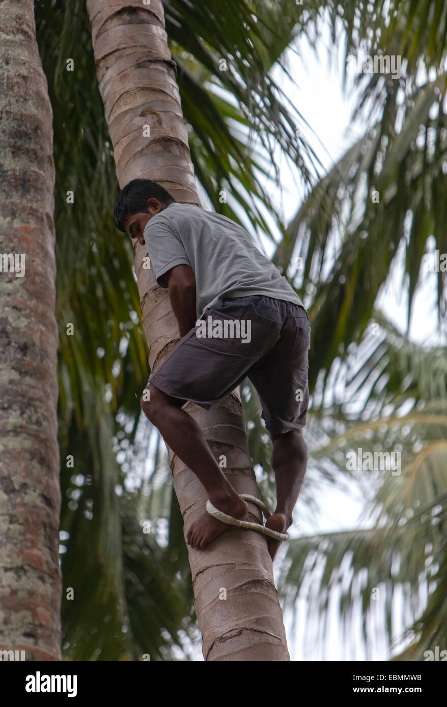 Indian Man Climbing Coconut Tree High Resolution Stock Photography and ...