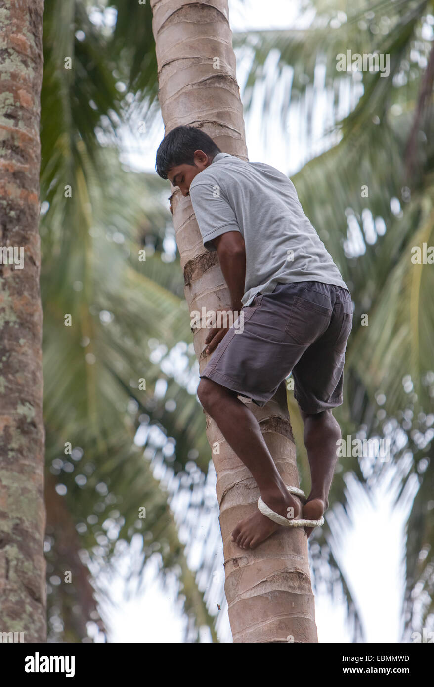 A man climbing a palm tree using traditional method of a rope loop ...