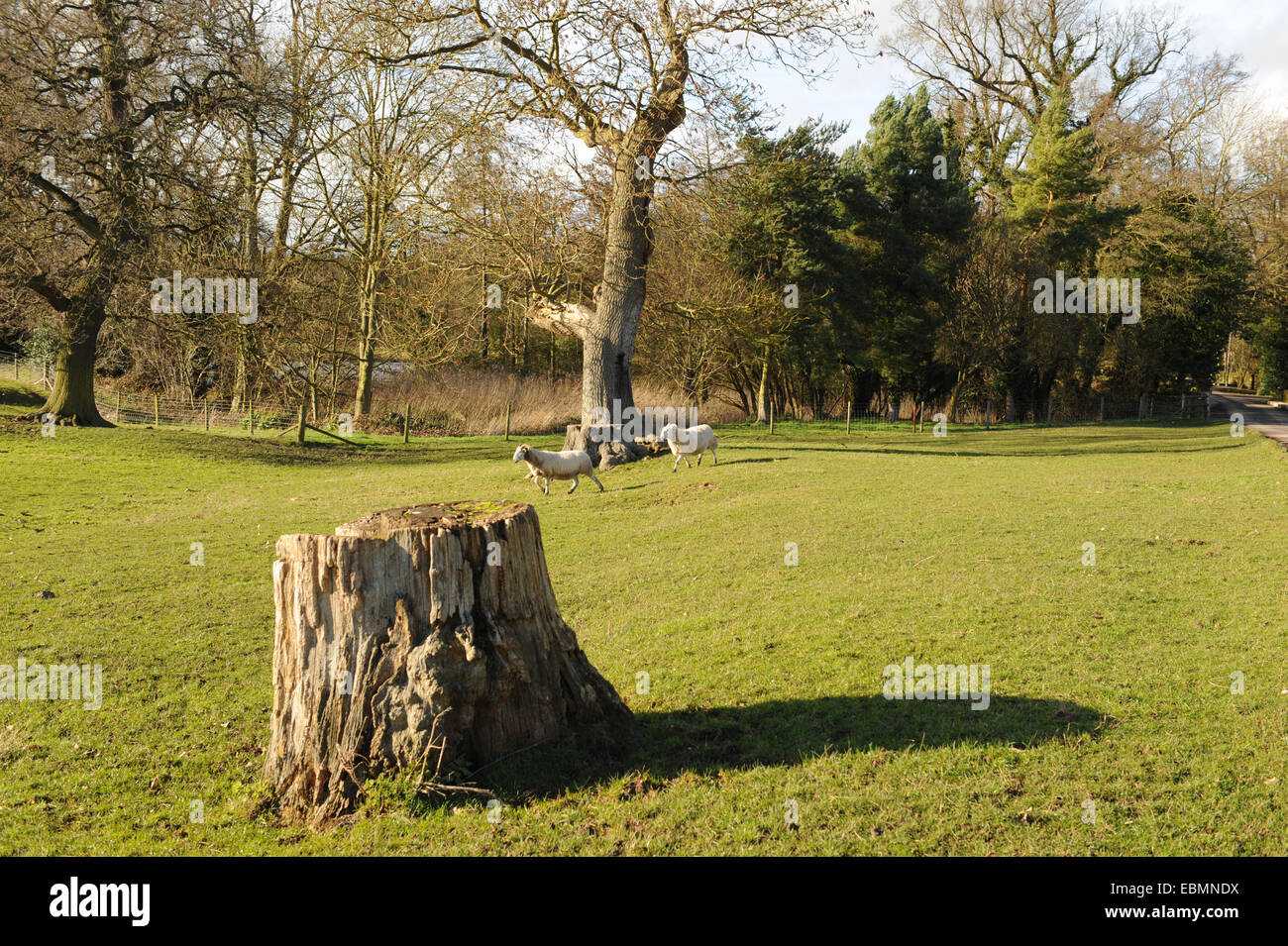 Tree Stump with Sheep and Lambs Playing in the Background on Cutlers ...