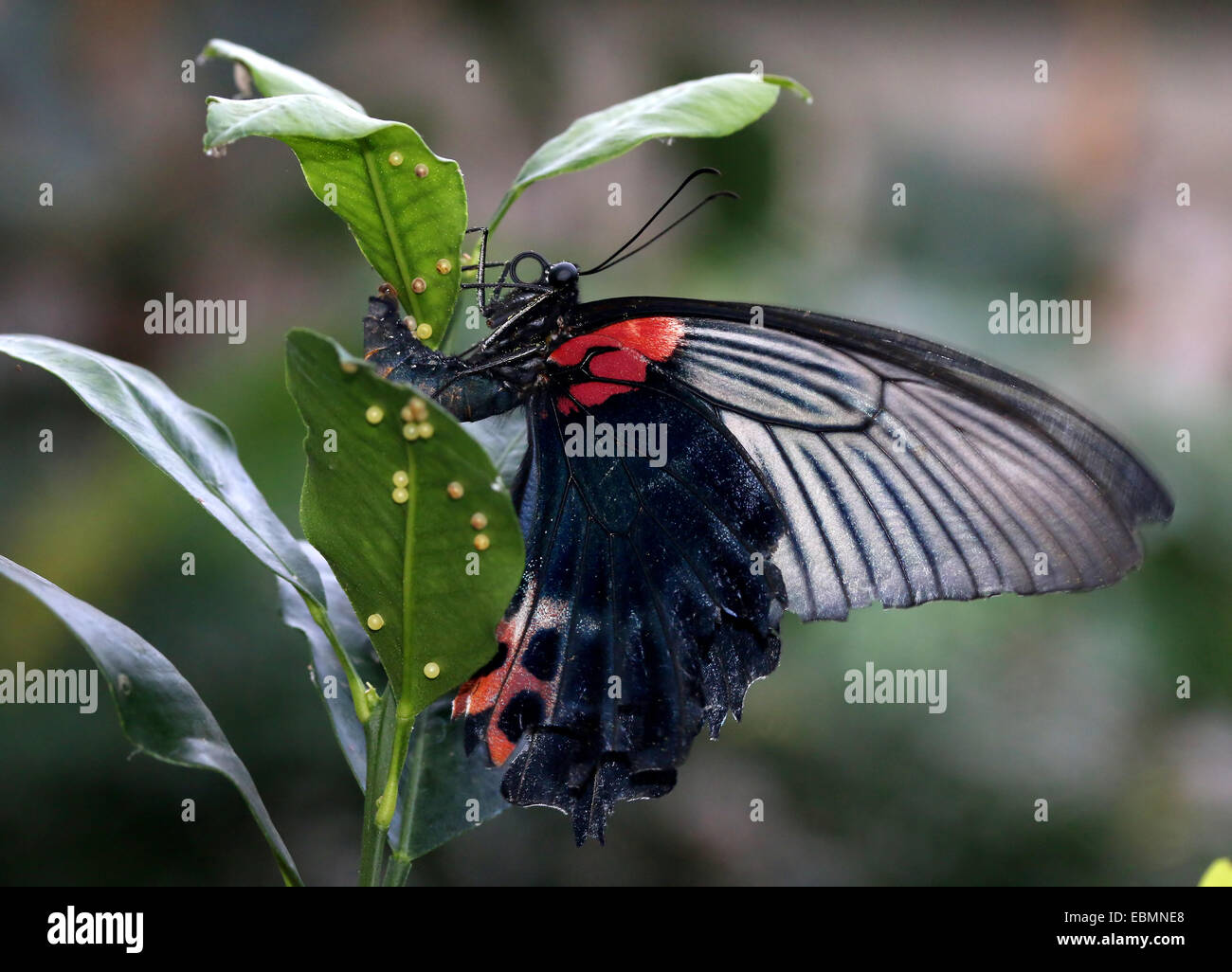 Southeast Asian Great Mormon buterfly (Papilio memnon Stock Photo - Alamy
