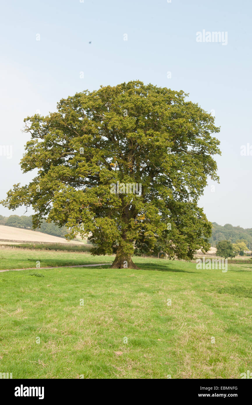 English Oak Tree (Quercus Robur) on Cutlers Farm, near Stratford upon ...