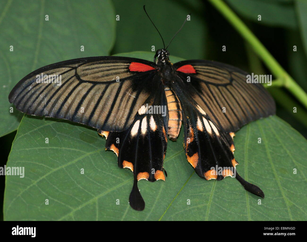 Female Southeast Asian Great Mormon butterfly (Papilio memnon) posing on a leaf Stock Photo - Alamy