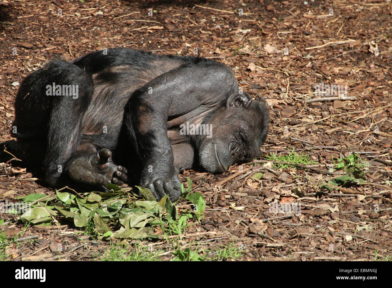 Chimpanzee lying hi-res stock photography and images - Alamy
