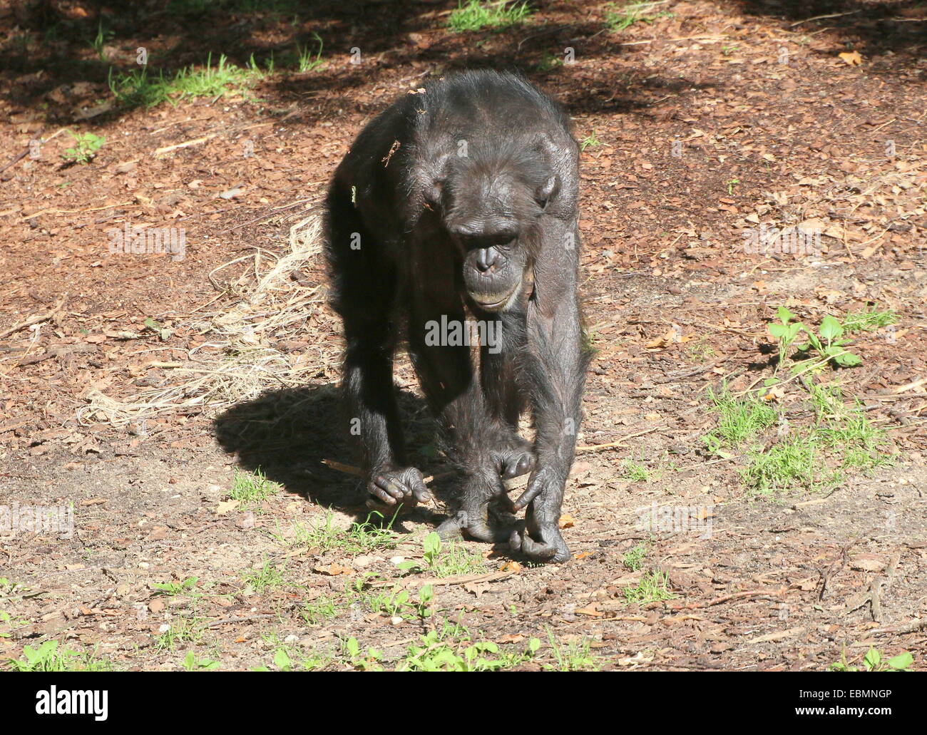 Mature Common chimpanzee (Pan troglodytes) walking Stock Photo - Alamy