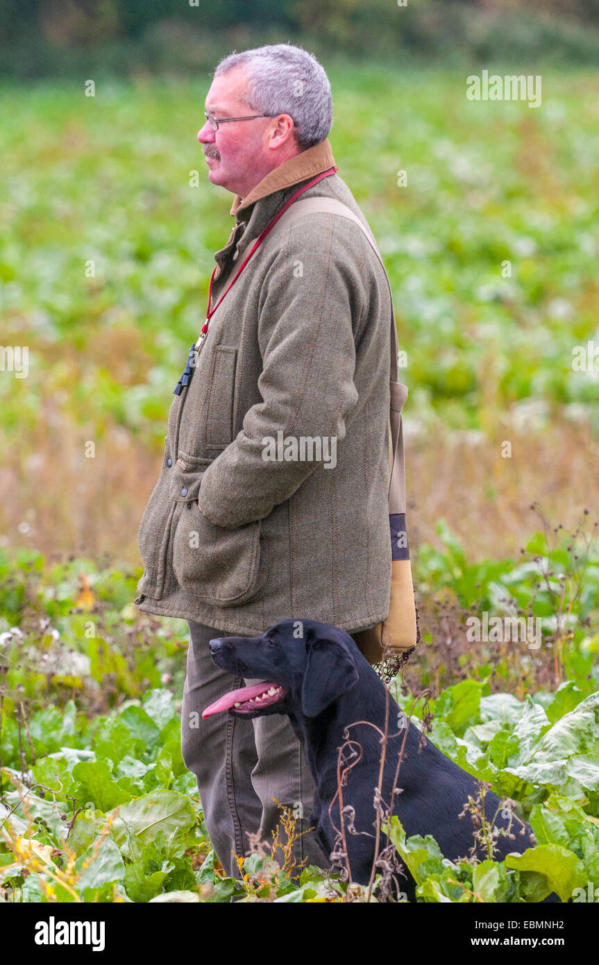 A black Labrador gun dog sitting looking at its handler during an ...