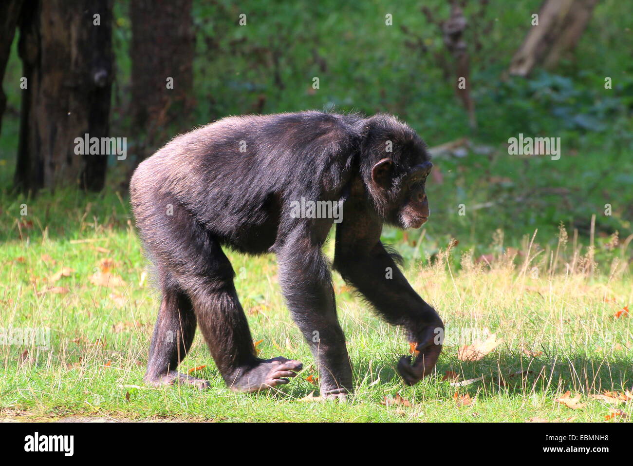 Chimpance comun hi-res stock photography and images - Alamy