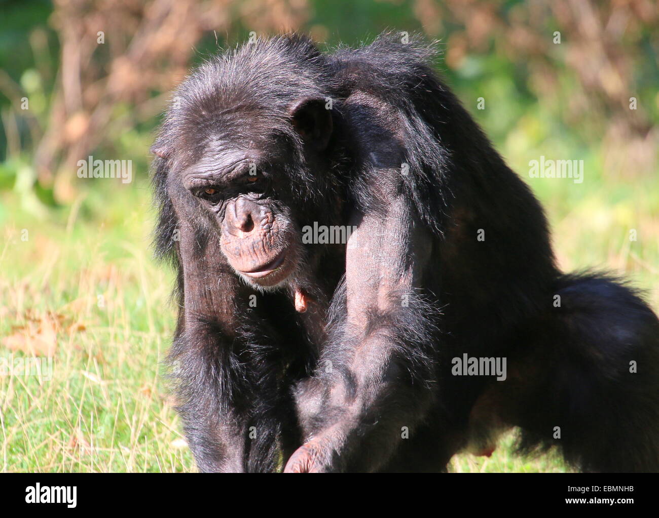 Scimpanzé comune hi-res stock photography and images - Alamy