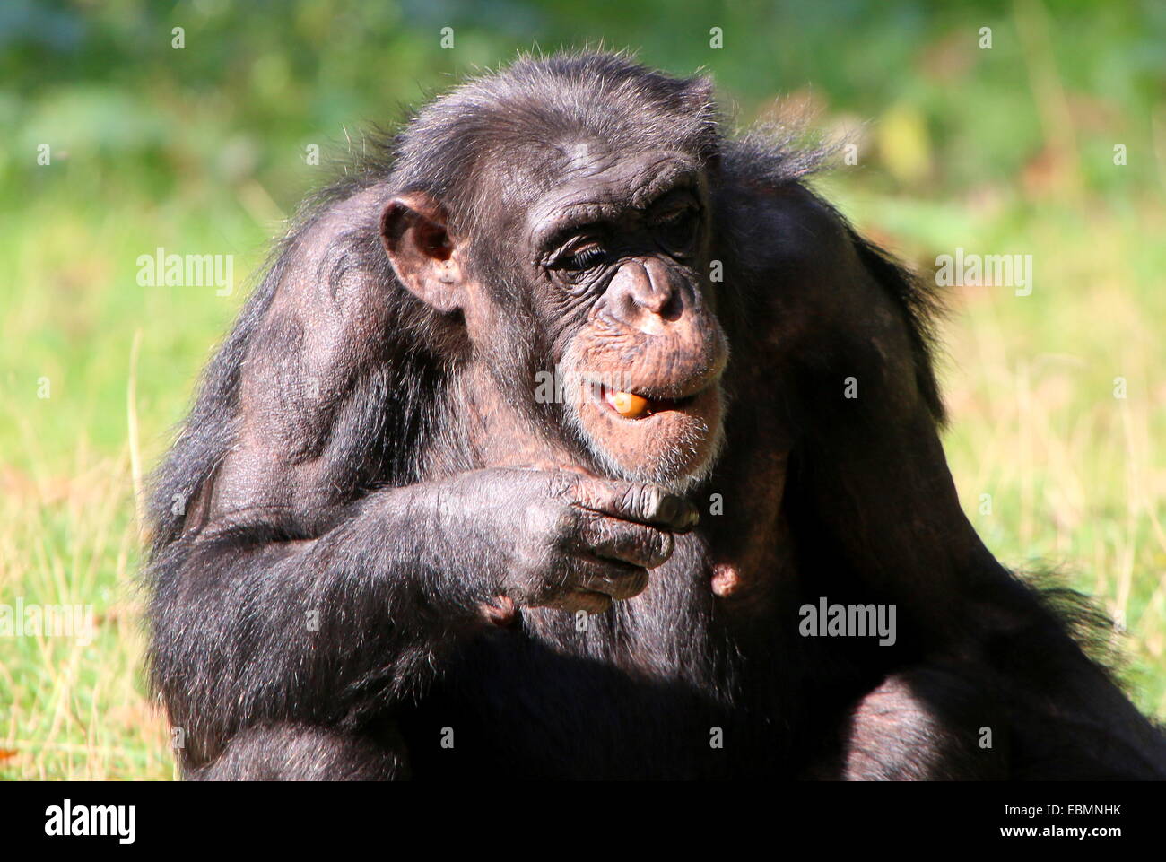 Chimp hand hi-res stock photography and images - Alamy