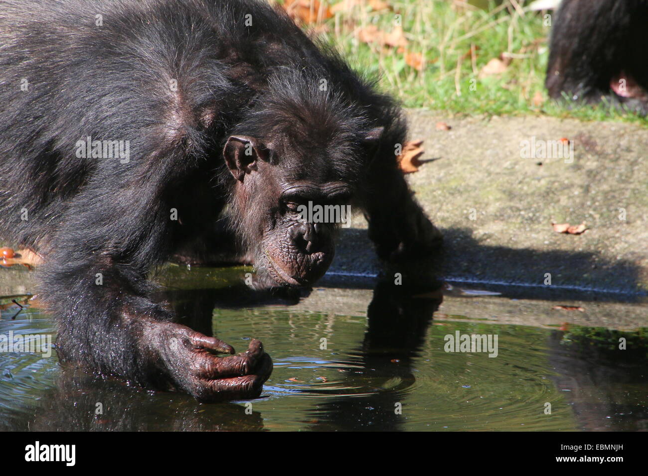 Chimp drinking water hi-res stock photography and images - Alamy