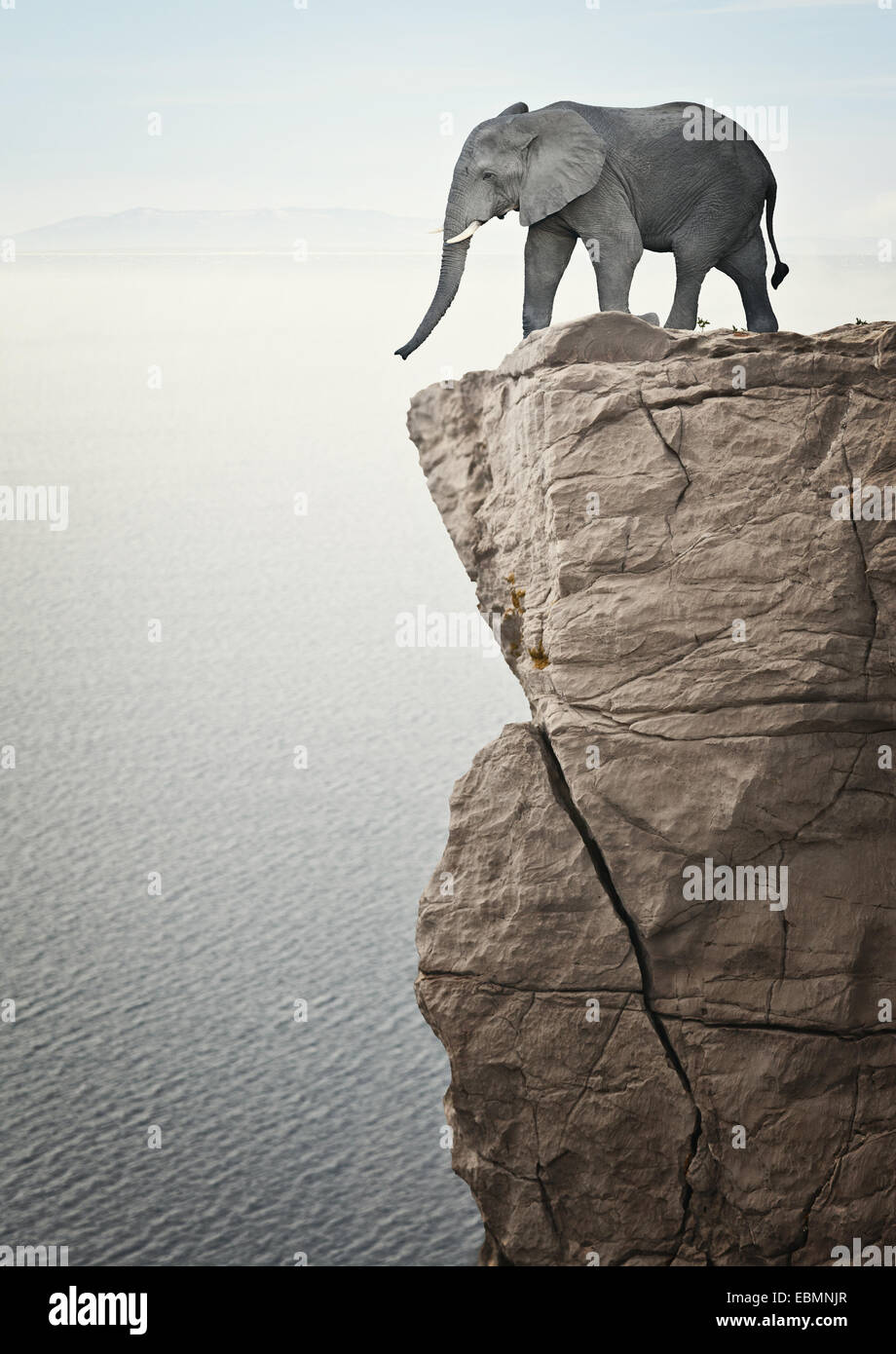 elephant on cliff and sea background Stock Photo - Alamy