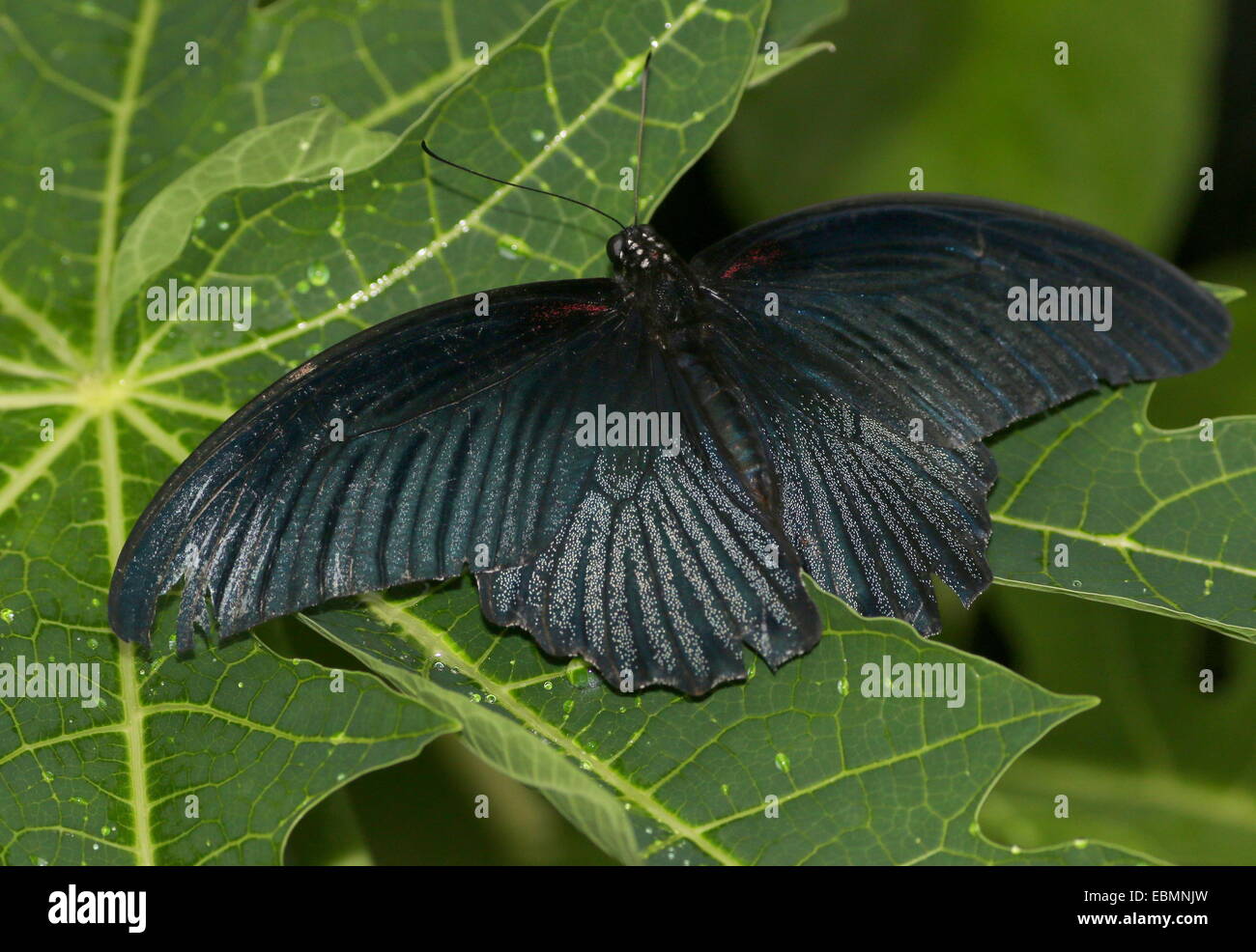 Grosser mormone falter hi-res stock photography and images - Alamy