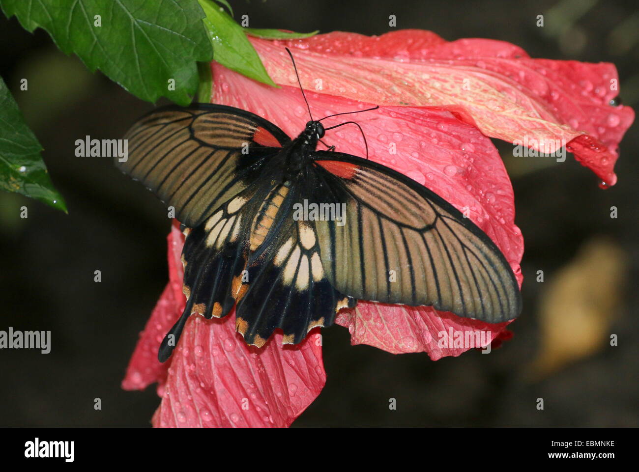 Female Southeast Asian Great Mormon butterfly (Papilio memnon Stock ...