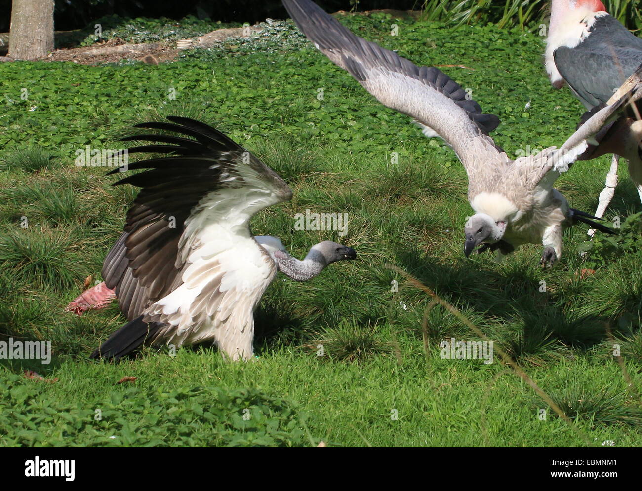 Two species fighting over food hi-res stock photography and images - Alamy