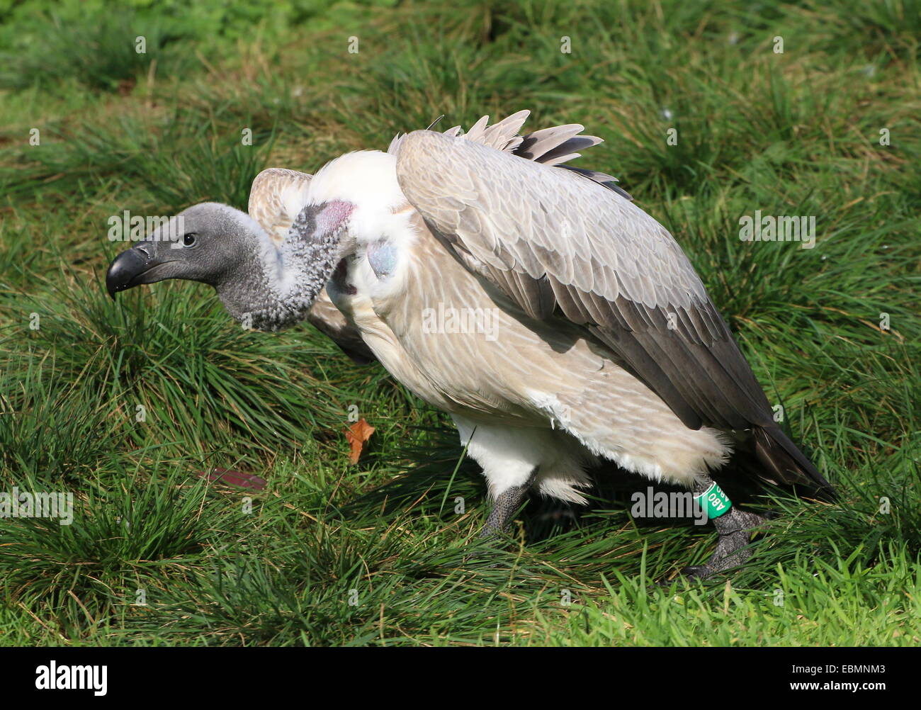 African White-backed vulture (Gyps africanus Stock Photo - Alamy