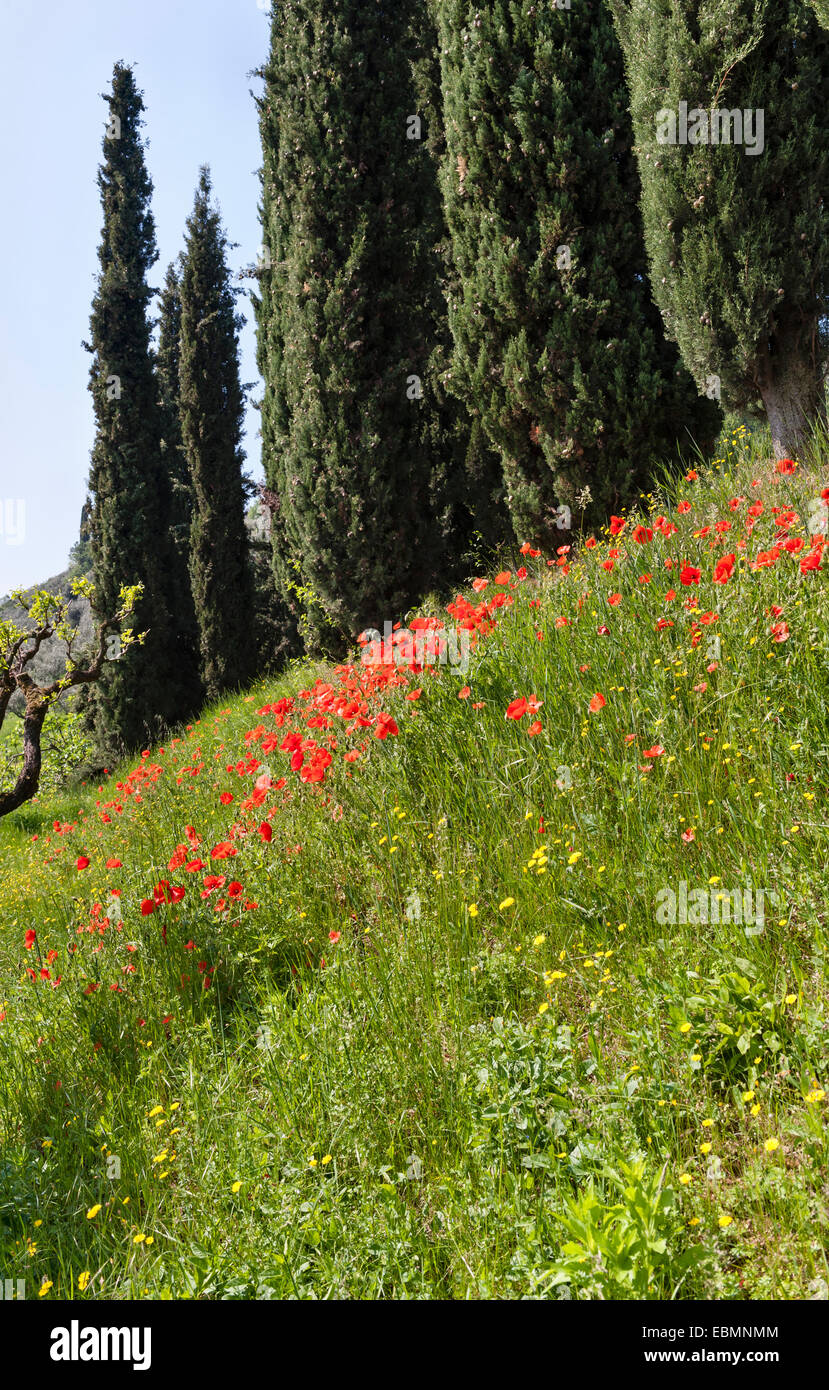 Early summer in the countryside of the Veneto, Italy. Field poppies ...