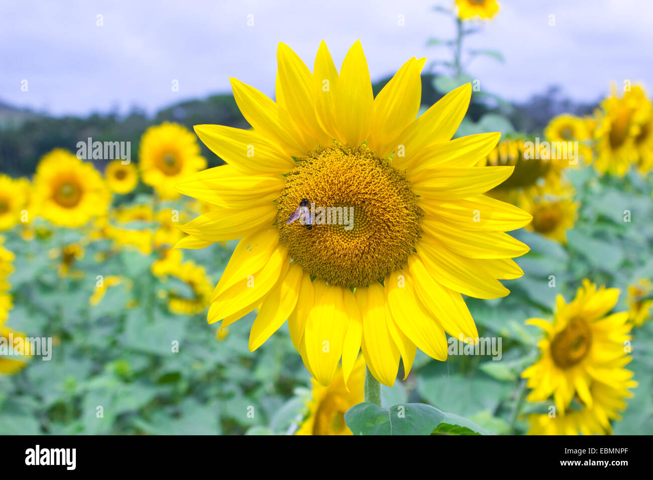 Multi head sunflower hi-res stock photography and images - Alamy