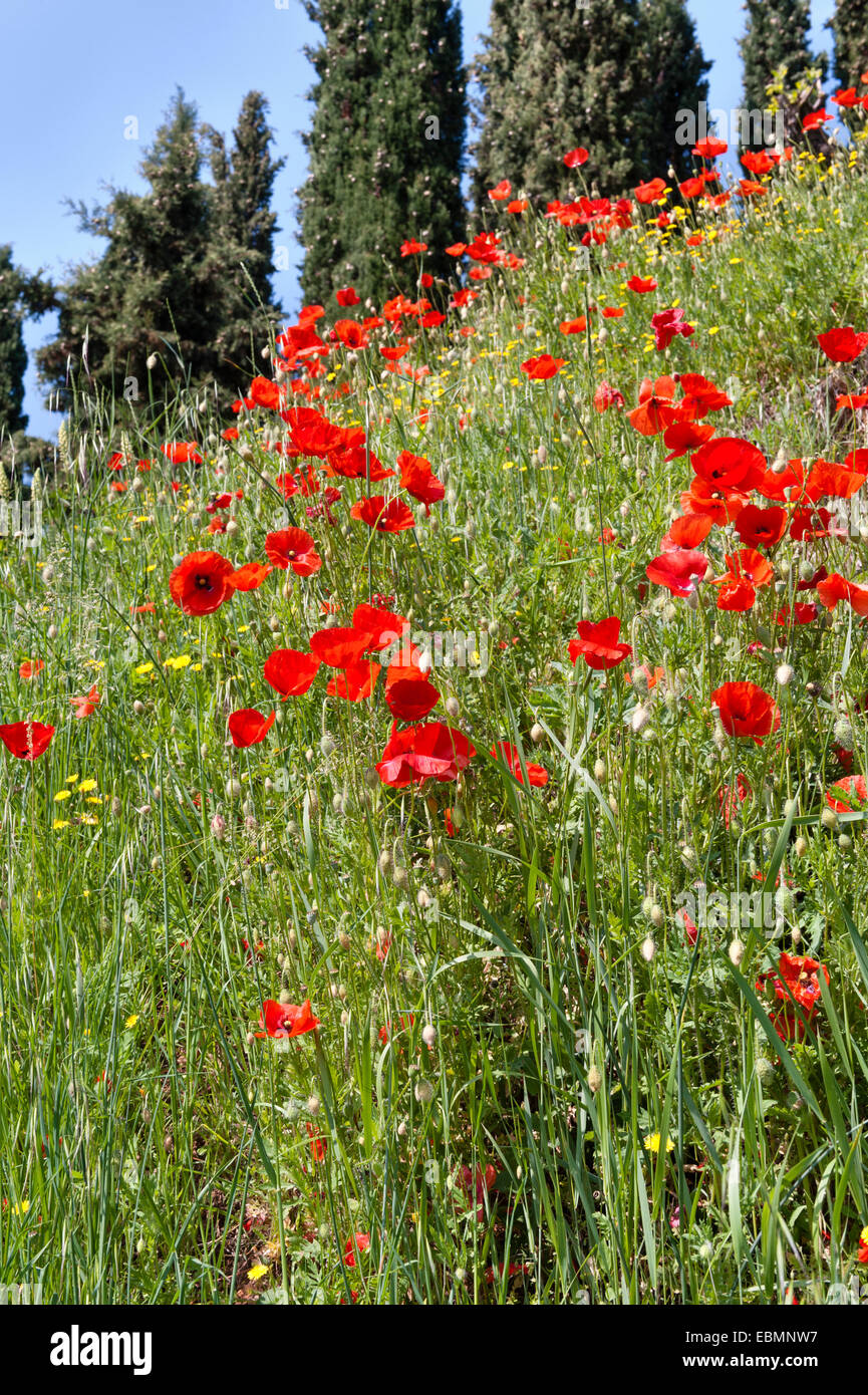 Red italian poppies wildflowers in hi-res stock photography and images ...
