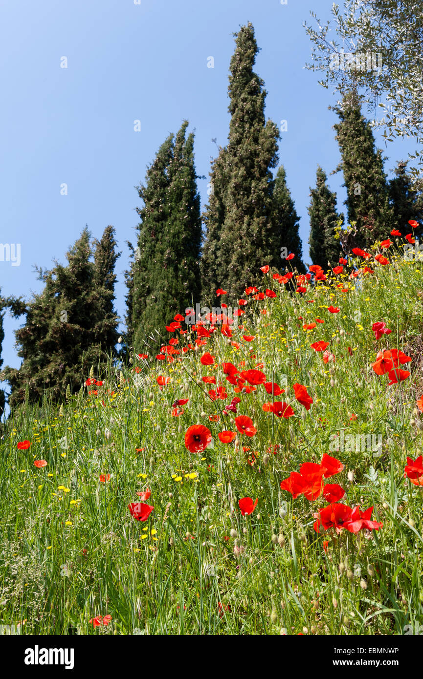 Early summer in the countryside of the Veneto, Italy. Field poppies ...