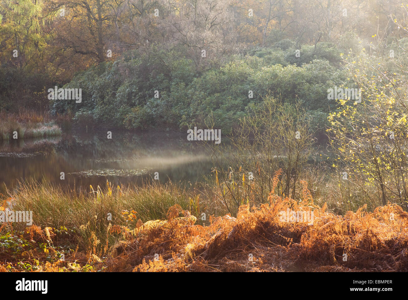 Early morning sun shines through mist rising from a lake in Twigmoor ...