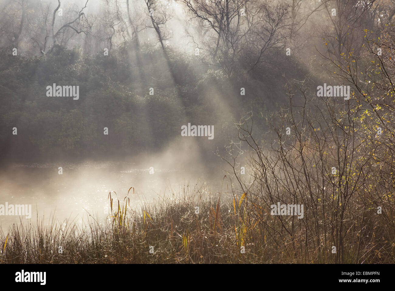 Early morning sun shines through mist rising from a lake in Twigmoor ...