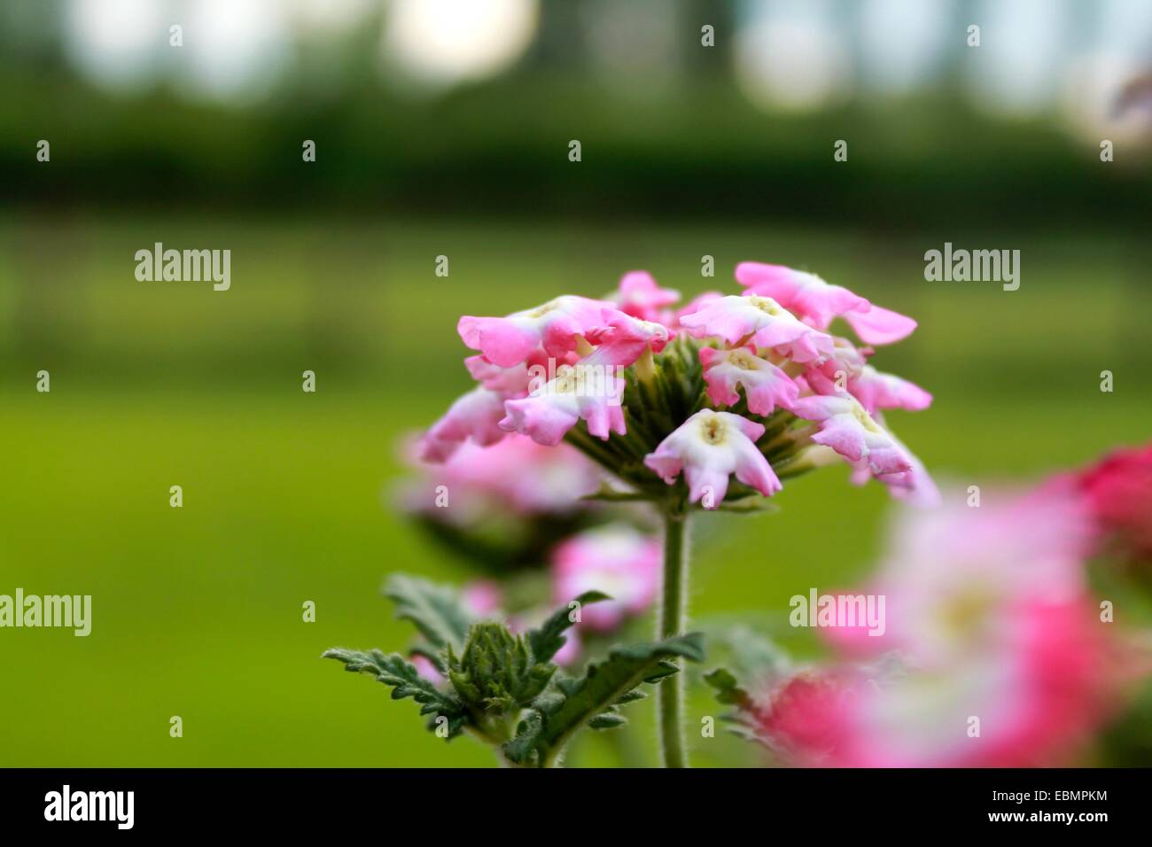 Lush flower meadow hi-res stock photography and images - Alamy
