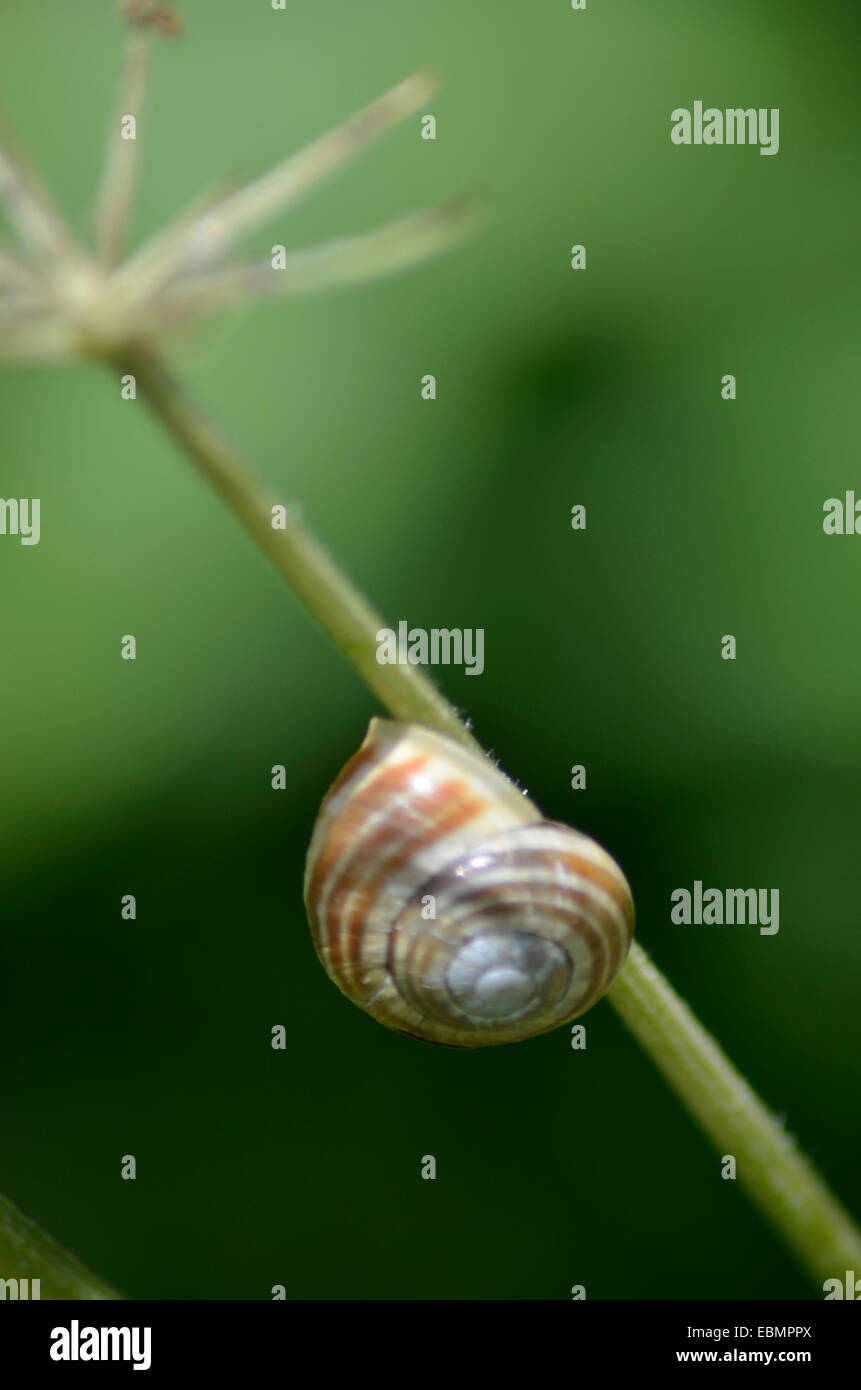 Colourful snail hi-res stock photography and images - Alamy