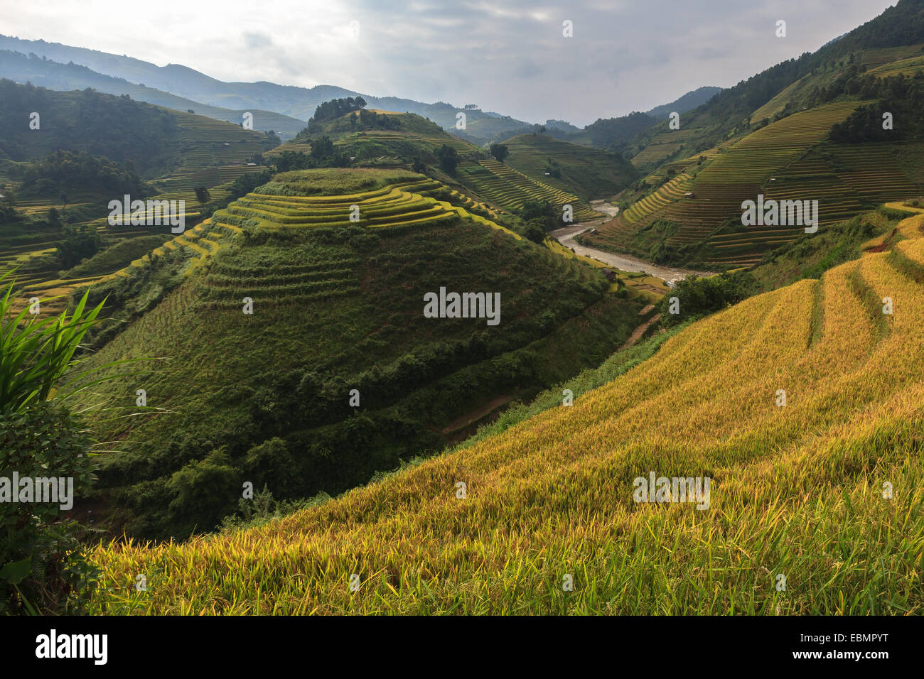 Beautiful Rice Terraces, South East Asia Stock Photo - Alamy