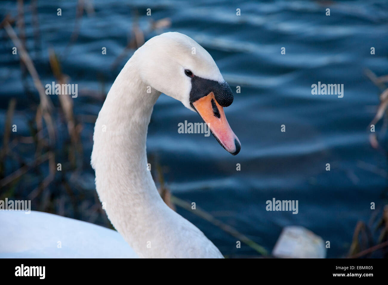 Firhill hi-res stock photography and images - Alamy
