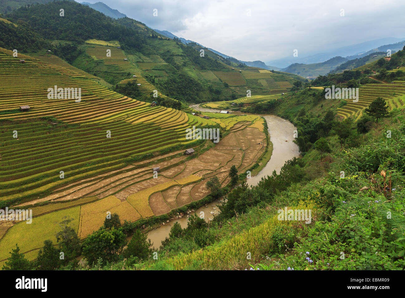 Beautiful Rice Terraces, South East Asia Stock Photo - Alamy