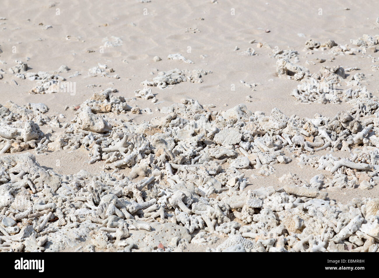 Coral bleaching on the sandy beach as structural Stock Photo - Alamy