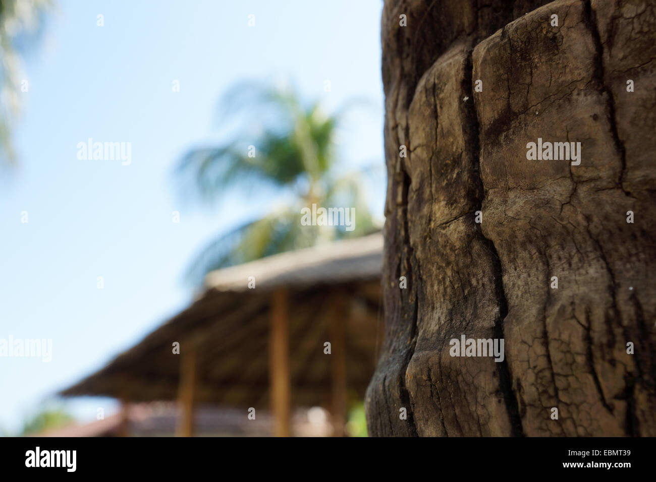 Bangladesh palm tree hi-res stock photography and images - Alamy