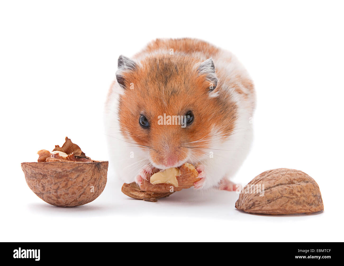 Hamster eating hi-res stock photography and images - Alamy