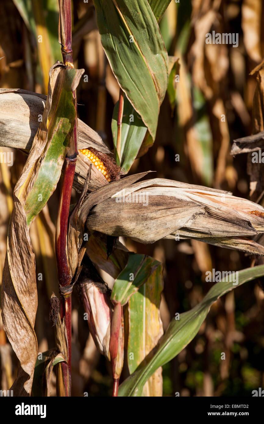 Cattle feed corn hi-res stock photography and images - Alamy