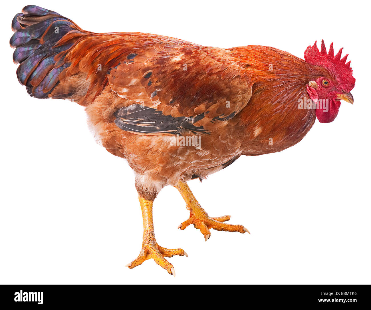 Red rooster farm bird isolated on white Stock Photo - Alamy