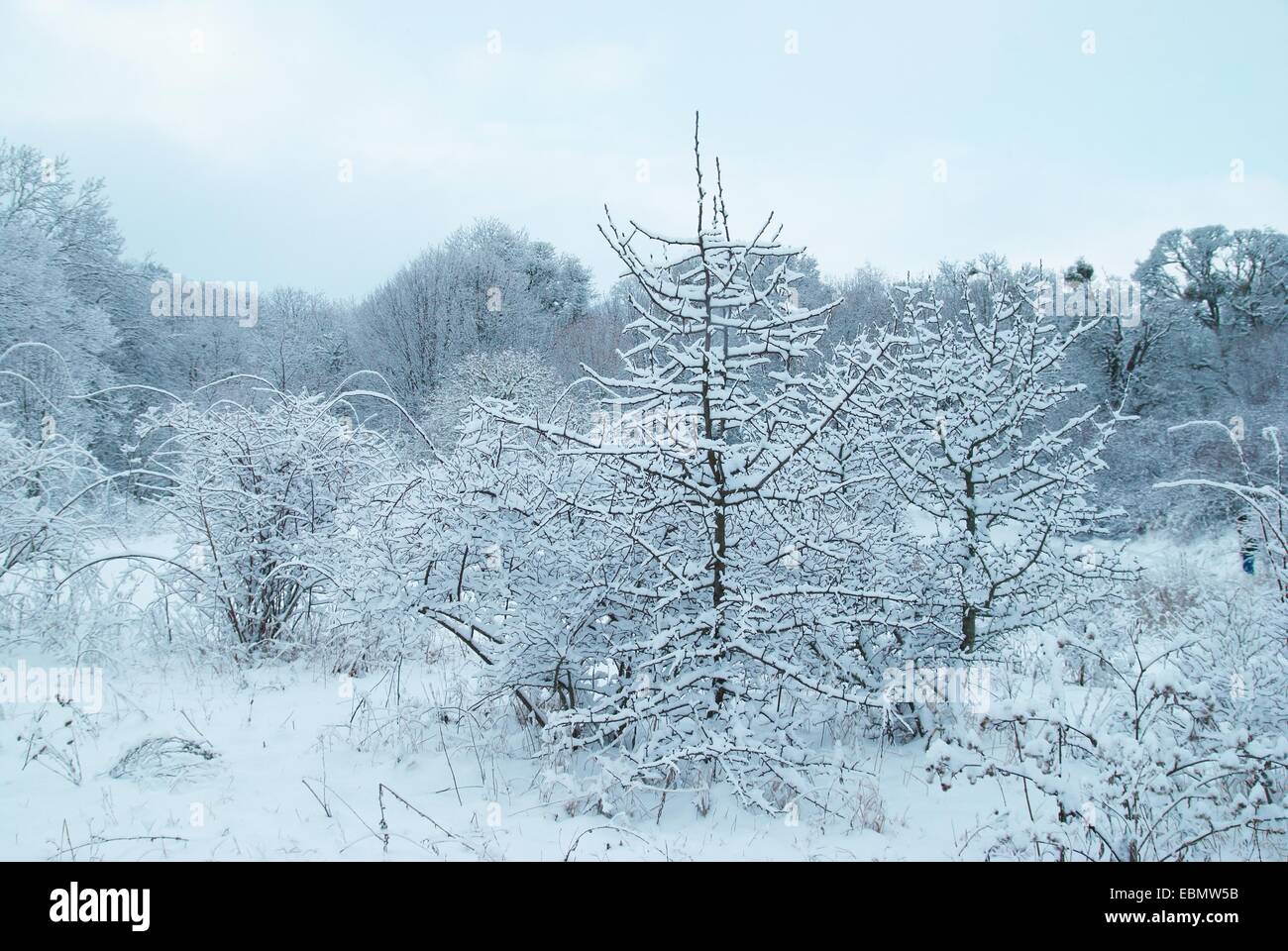 Winter icy forest with beautiful trees Stock Photo - Alamy