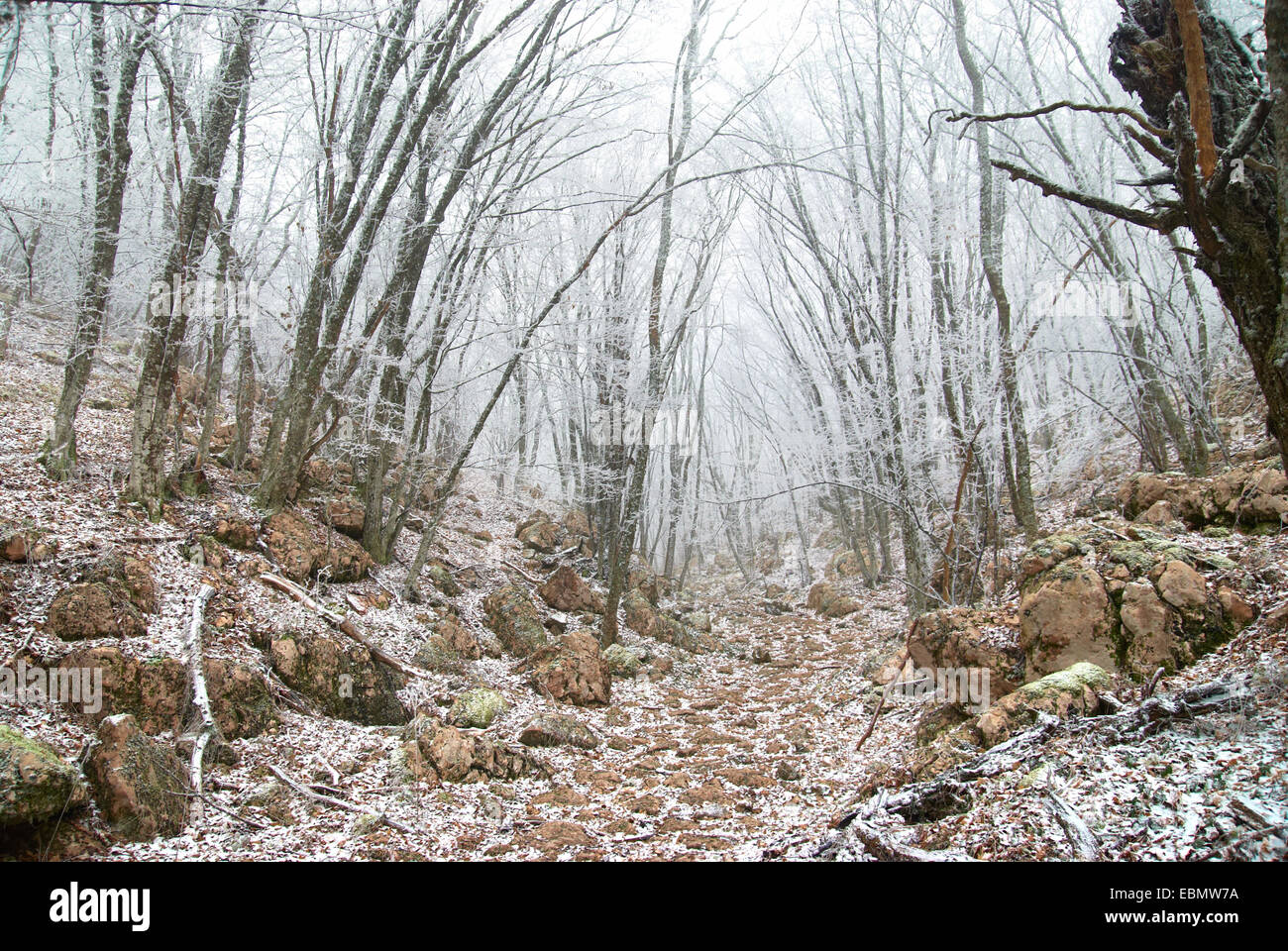 Winter icy forest with beautiful trees Stock Photo - Alamy