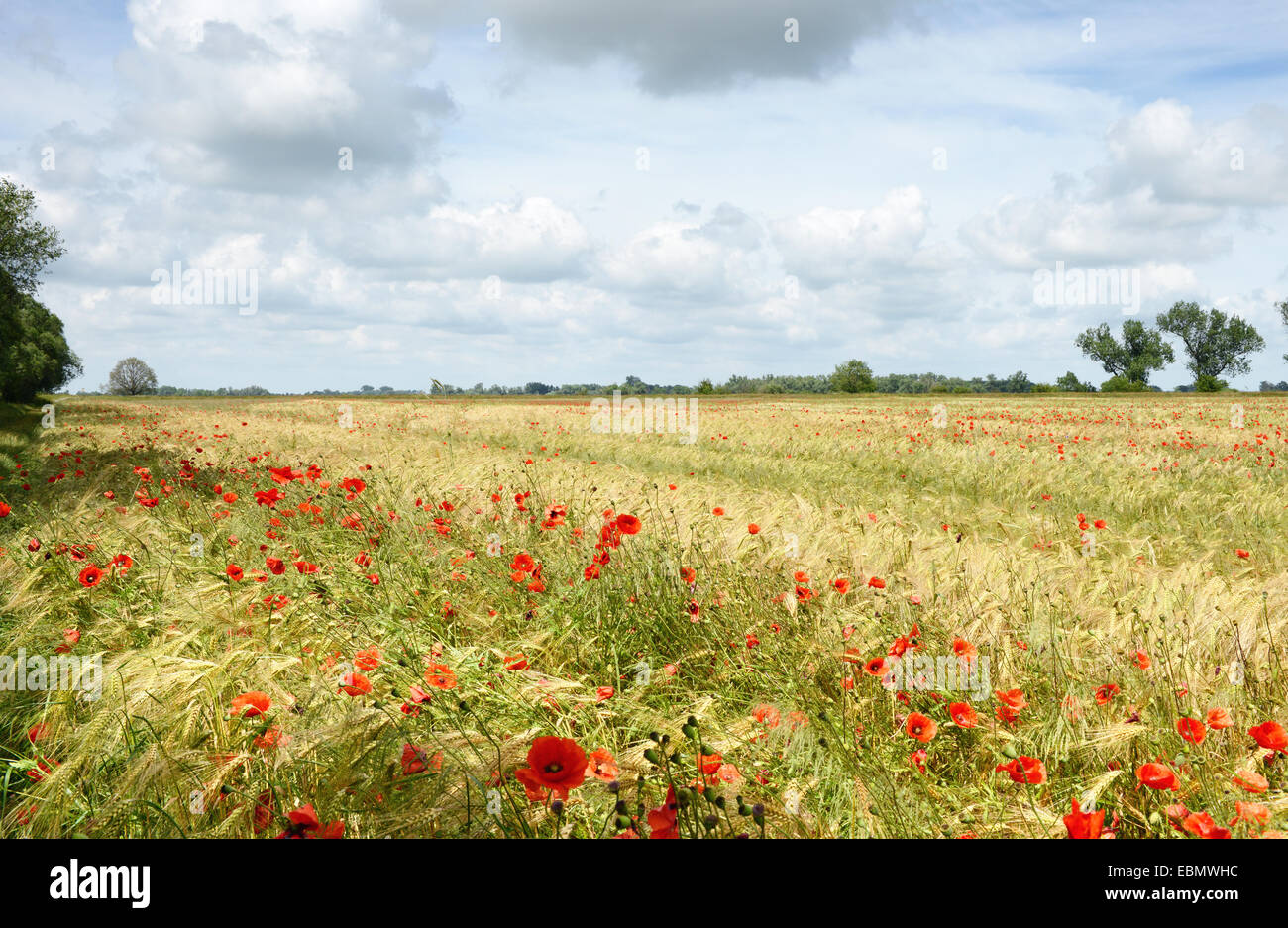 rye field with poppy landscape Stock Photo - Alamy