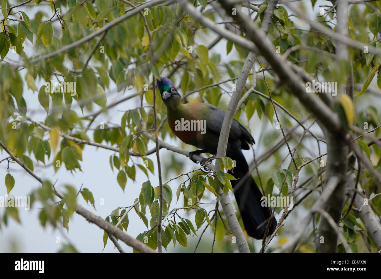 Purple turaco flying hi-res stock photography and images - Alamy