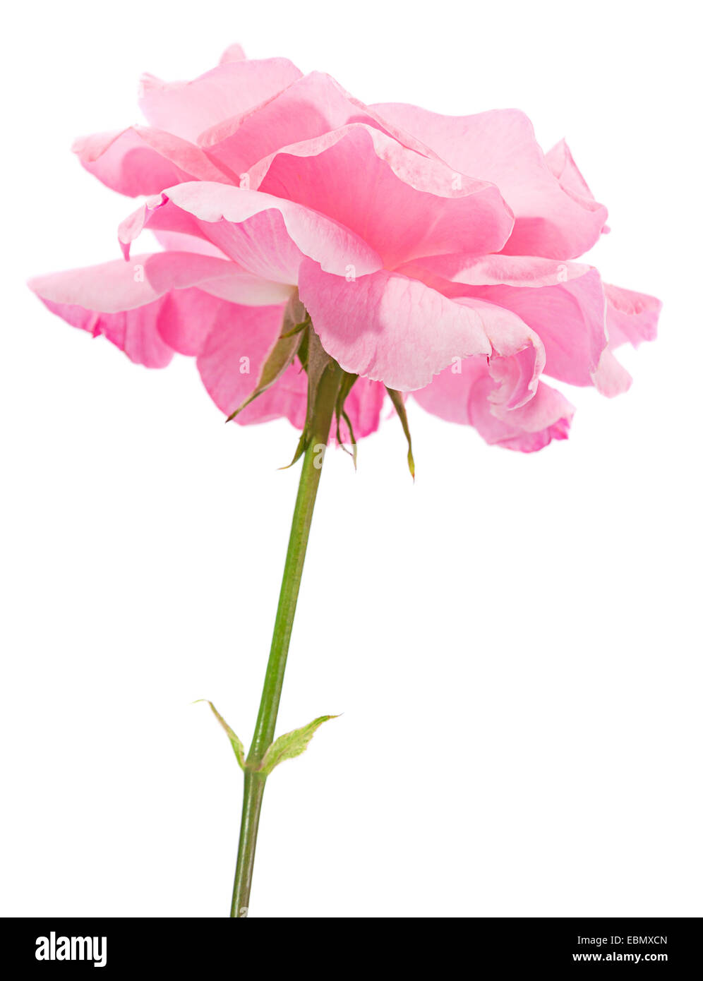 Pink rose head closeup isolated on white Stock Photo - Alamy