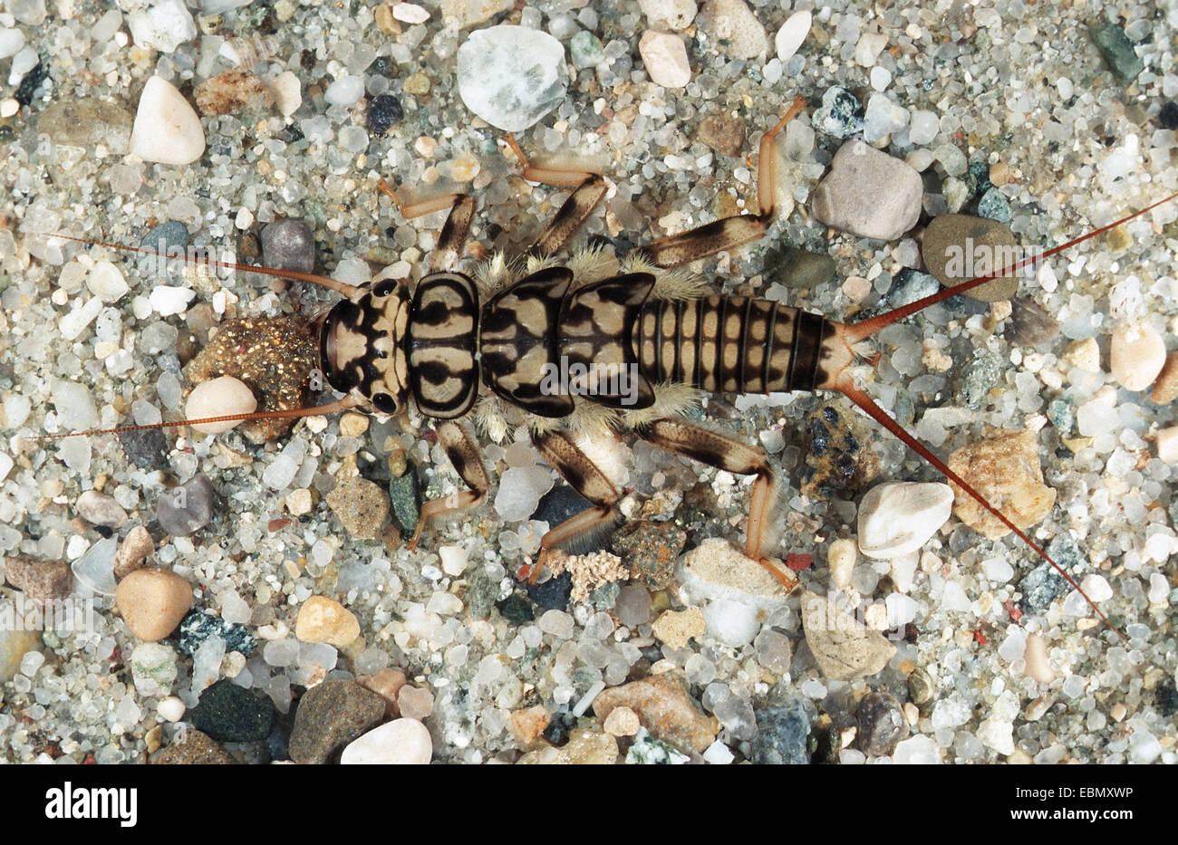 Stonefly hi-res stock photography and images - Alamy