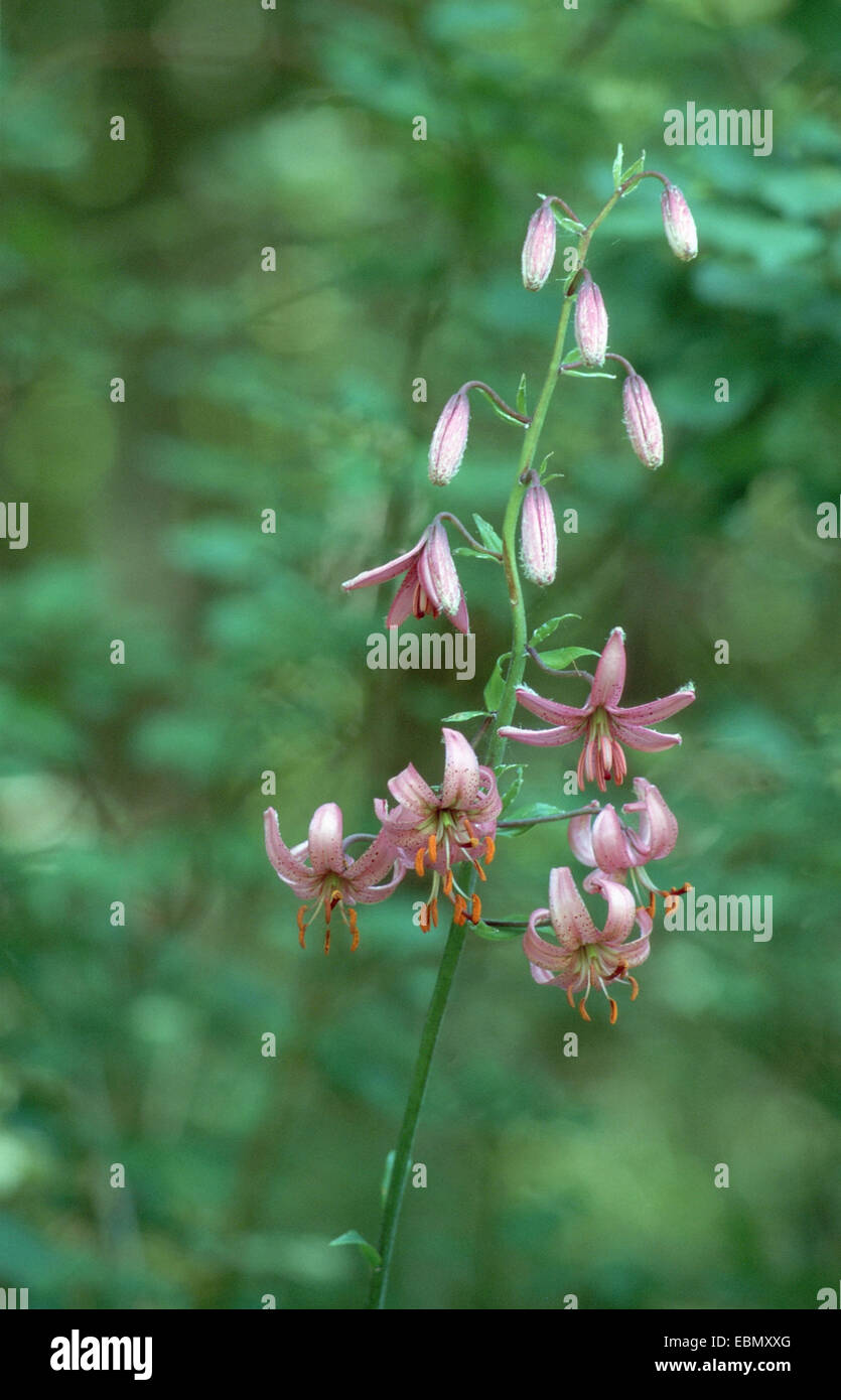 martagon lily, purple turk's cap lily (Lilium martagon), inflorescence ...