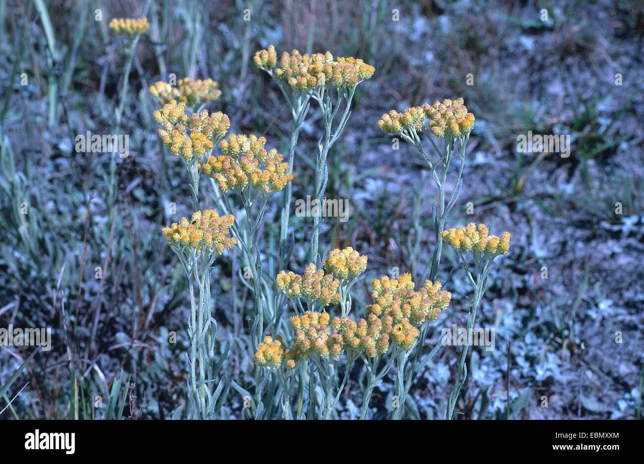 Yellow Everlasting Daisy, Everlasting Flower, Dwarf Everlasting ...