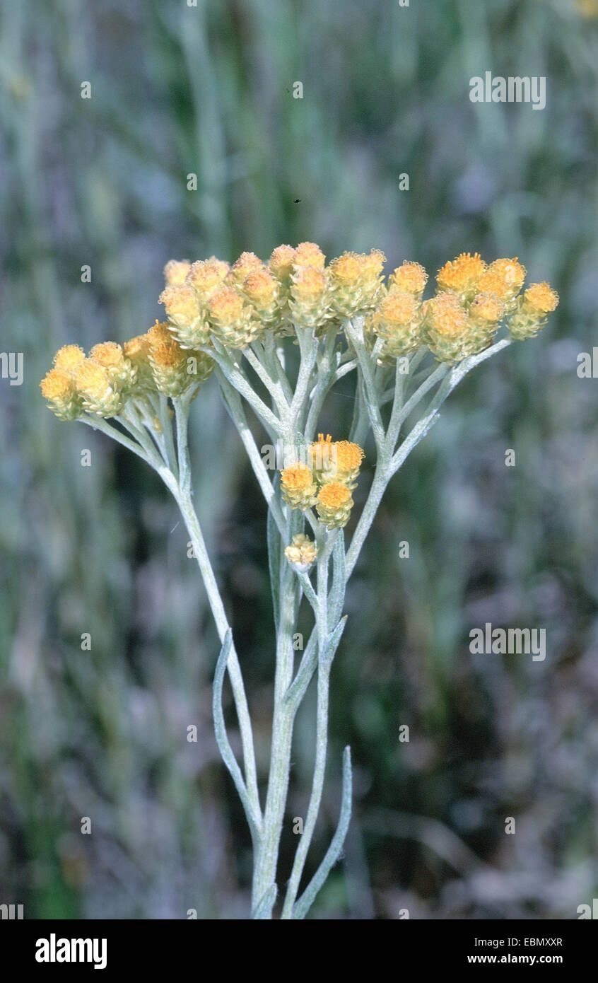 Yellow Everlasting Daisy, Everlasting Flower, Dwarf Everlasting ...
