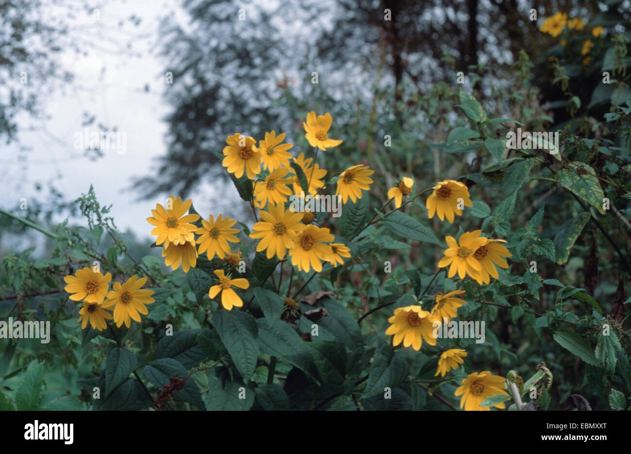 Jerusalem artichoke, Jerusalem artichoke, Sunroot, Sunchoke, Earth ...