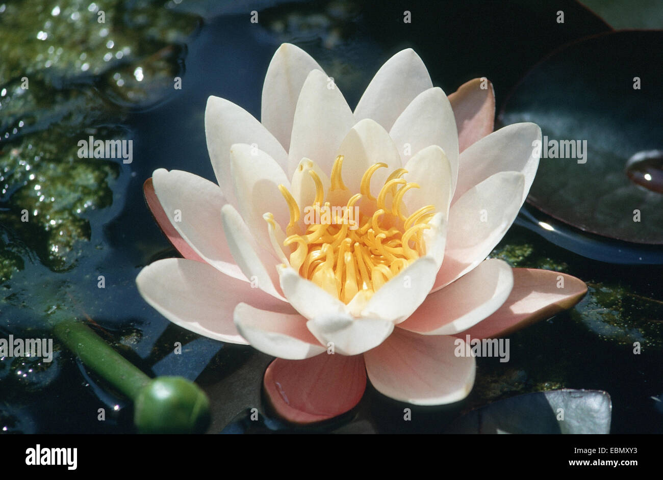 India red water lily, red pond lily (Nymphaea rubra), pink flower Stock ...