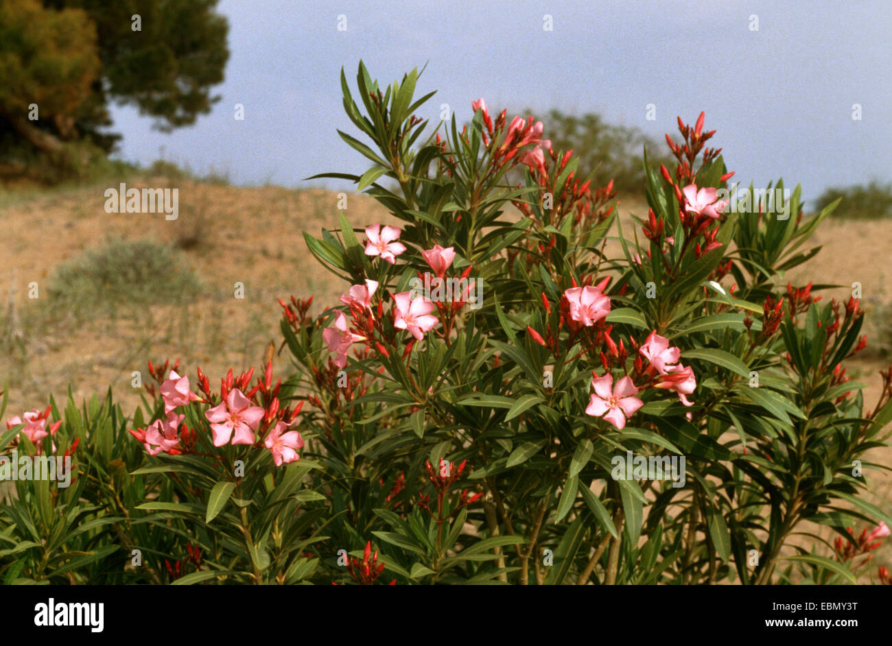 oleander (Nerium oleander), blooming Stock Photo - Alamy