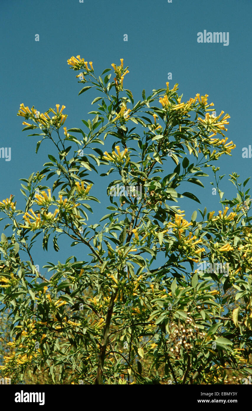 tree tobacco (Nicotiana glauca), blooming Stock Photo - Alamy