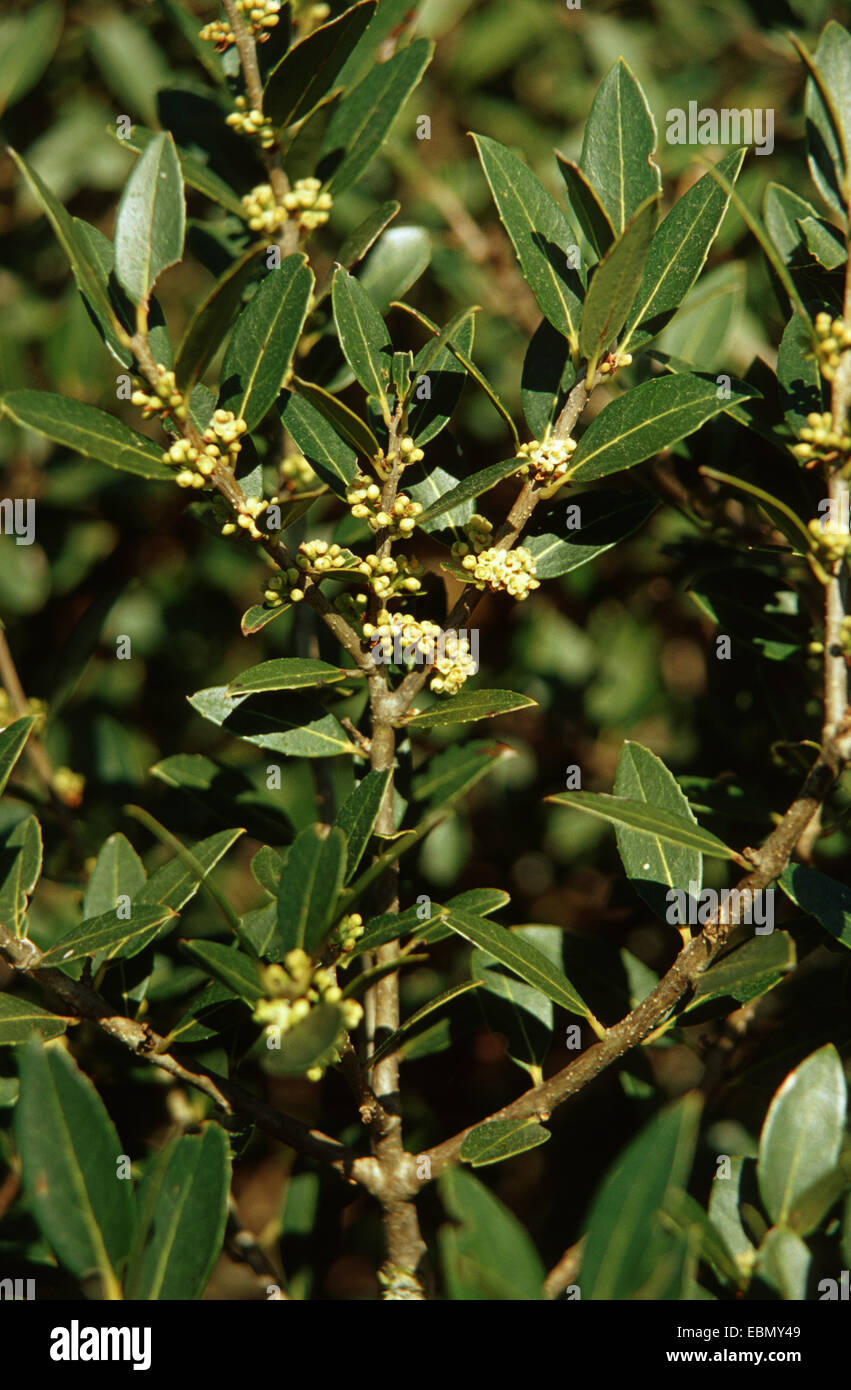 Phillyrea latifolia hi-res stock photography and images - Alamy